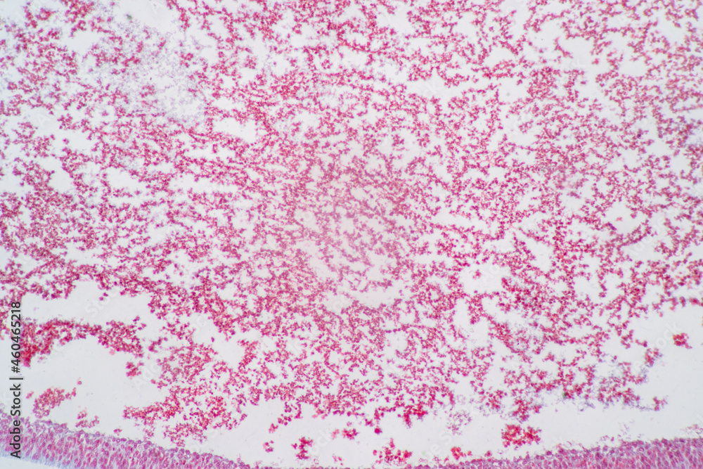 Anatomy and Histological Ovary and Testis human cells under microscope ...