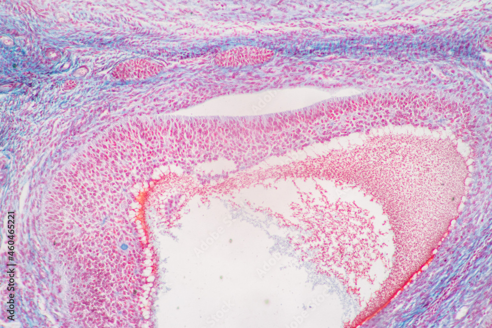 Anatomy and Histological Ovary and Testis human cells under microscope ...