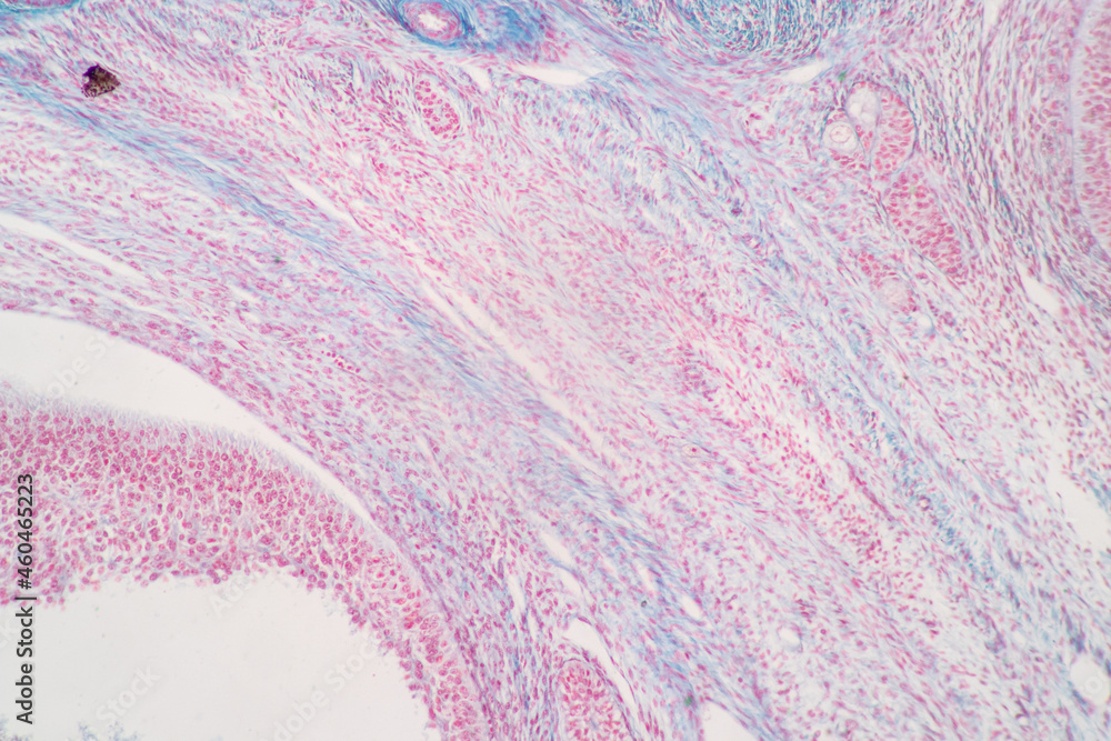 Anatomy and Histological Ovary and Testis human cells under microscope ...