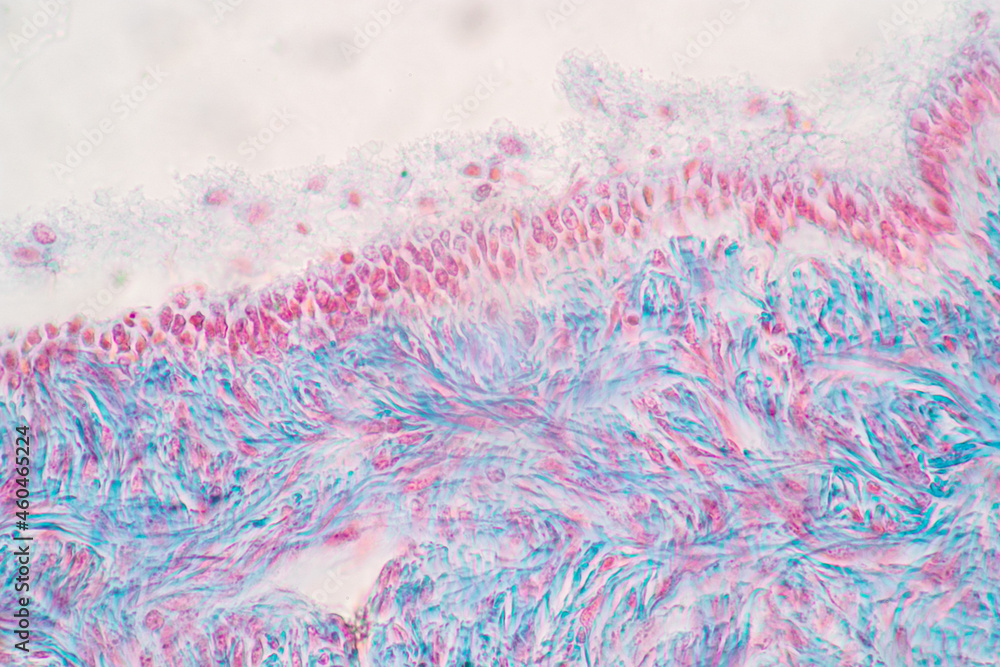 Anatomy and Histological Ovary and Testis human cells under microscope ...