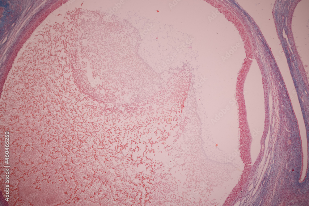 Anatomy and Histological Ovary and Testis human cells under microscope ...