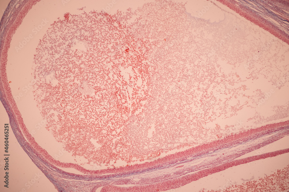 Anatomy and Histological Ovary and Testis human cells under microscope ...