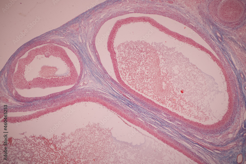 Anatomy and Histological Ovary and Testis human cells under microscope ...
