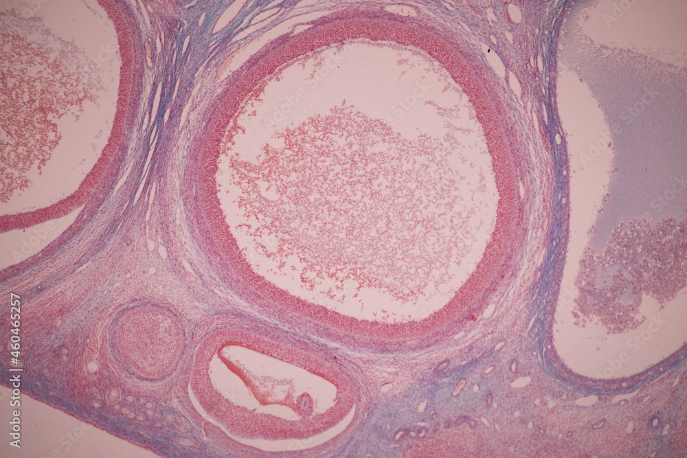 Anatomy and Histological Ovary and Testis human cells under microscope ...