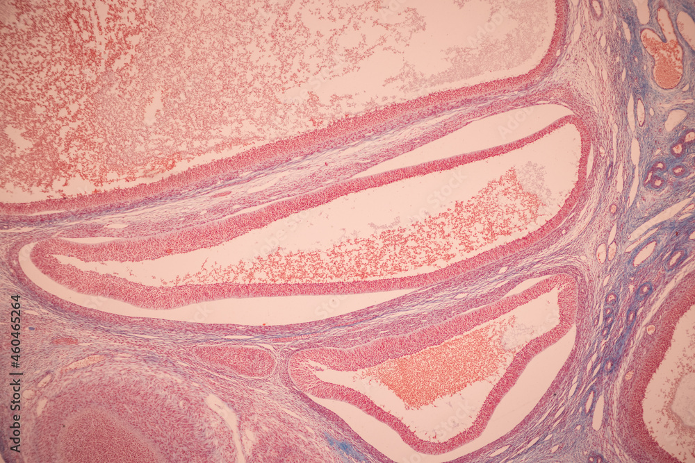 Anatomy and Histological Ovary and Testis human cells under microscope ...