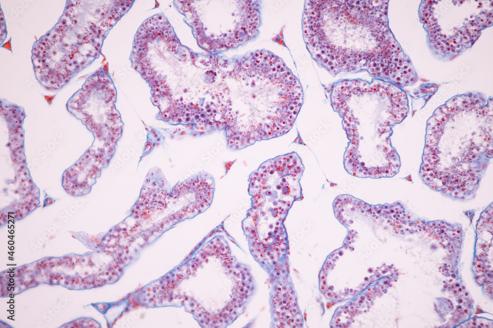 Anatomy and Histological Ovary and Testis human cells under microscope ...