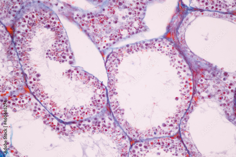 Anatomy and Histological Ovary and Testis human cells under microscope ...