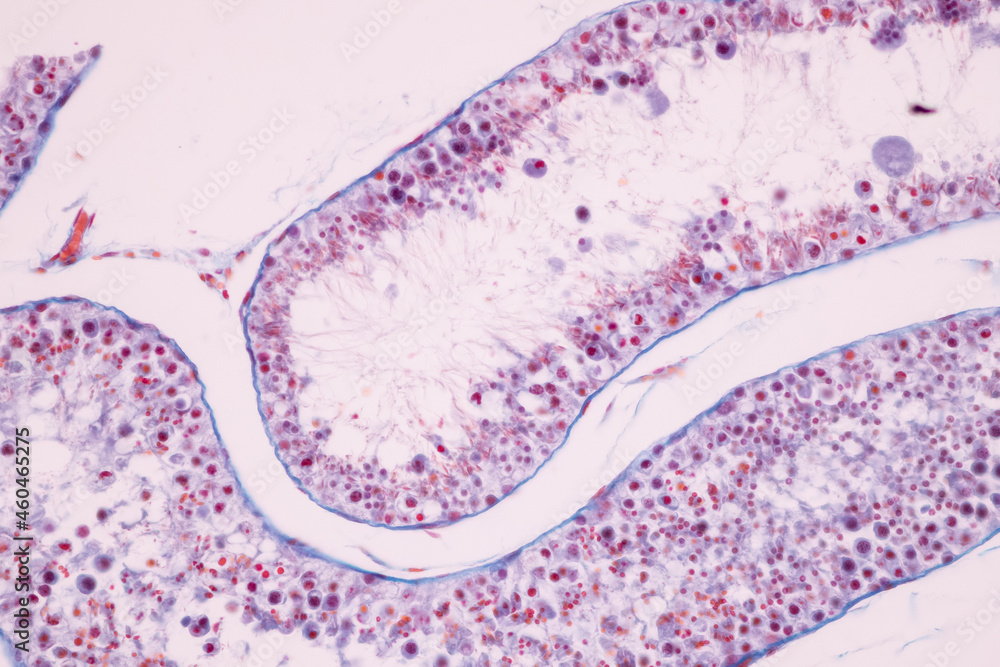 Anatomy and Histological Ovary and Testis human cells under microscope ...