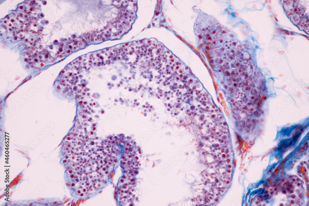 Anatomy and Histological Ovary and Testis human cells under microscope ...