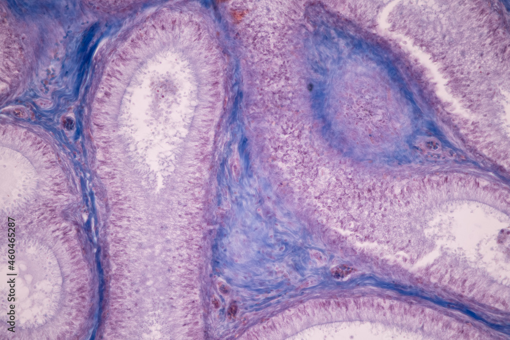 Anatomy and Histological Ovary and Testis human cells under microscope ...