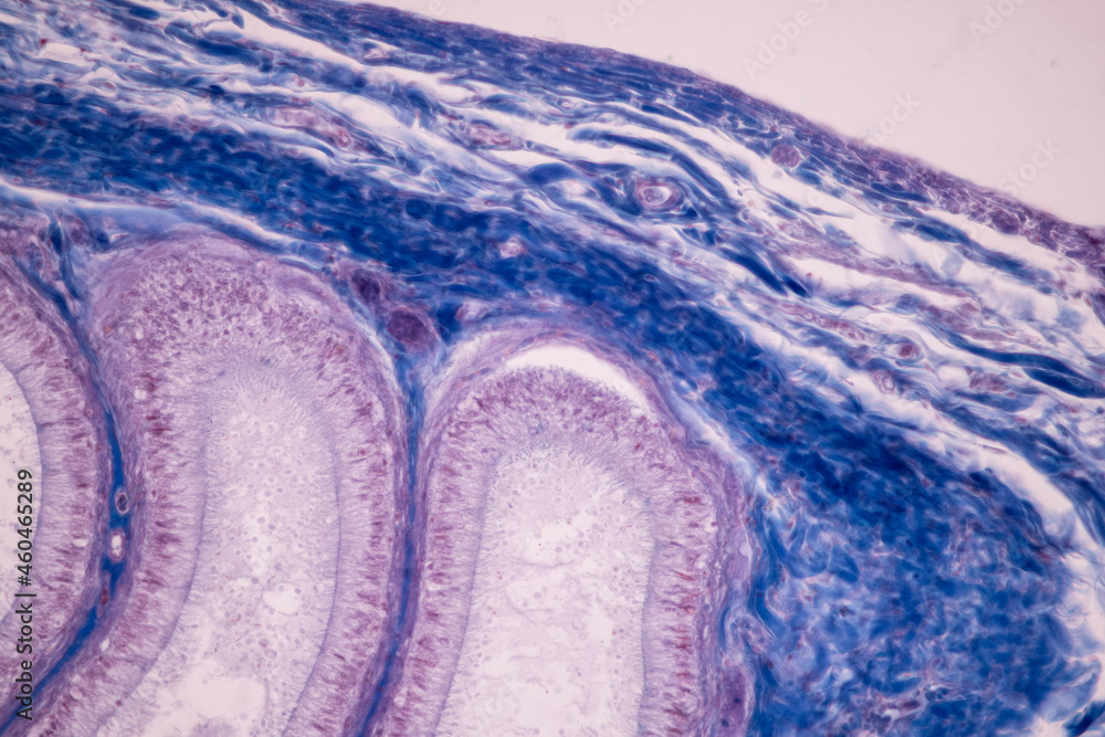 Anatomy and Histological Ovary and Testis human cells under microscope ...