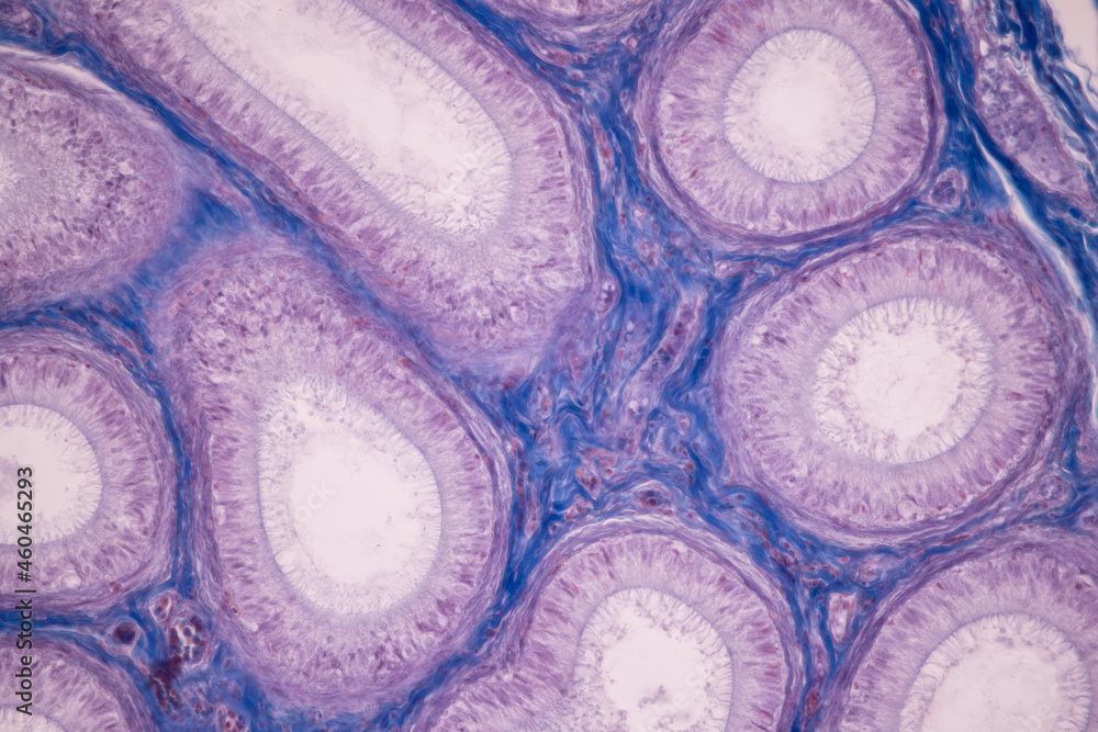 Anatomy and Histological Ovary and Testis human cells under microscope ...