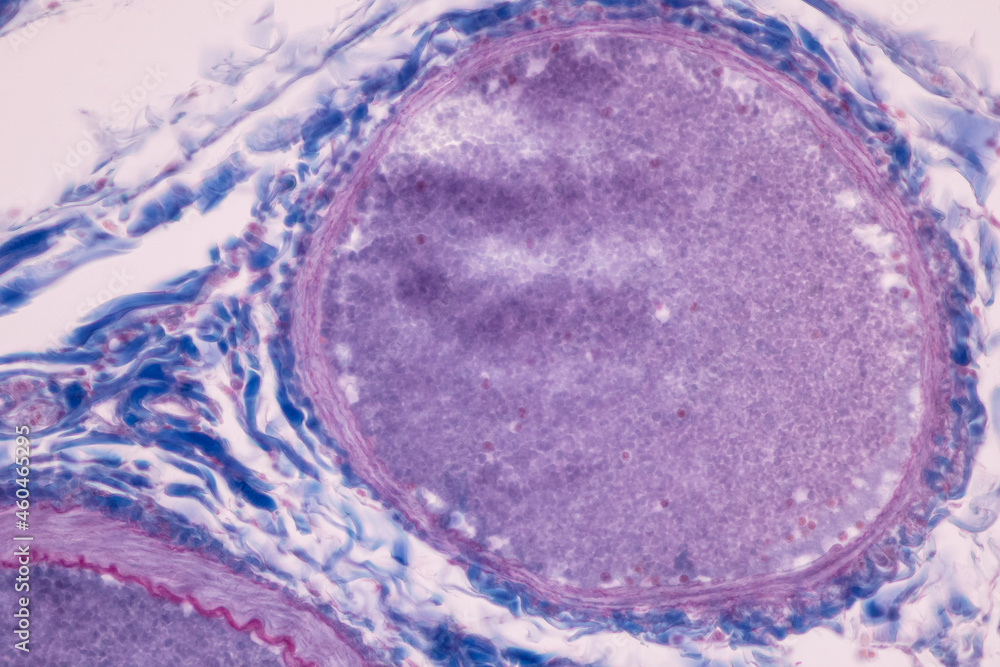 Anatomy and Histological Ovary and Testis human cells under microscope ...
