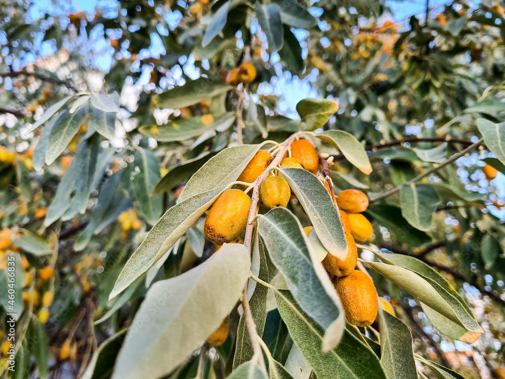 Silverberry (Elaeagnus angustifolia) tree with green leaves and hanging ...