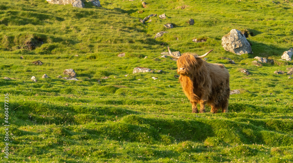 Highland rustic cattle on the grass fields of the village of Kirkjubøur ...