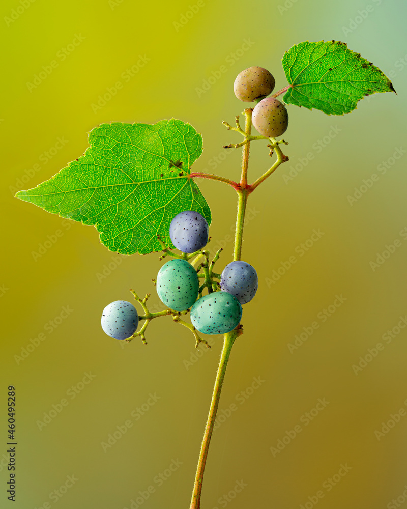 Fruits of porcelain berry plant (Ampelopsis brevipedunculata), a highly ...
