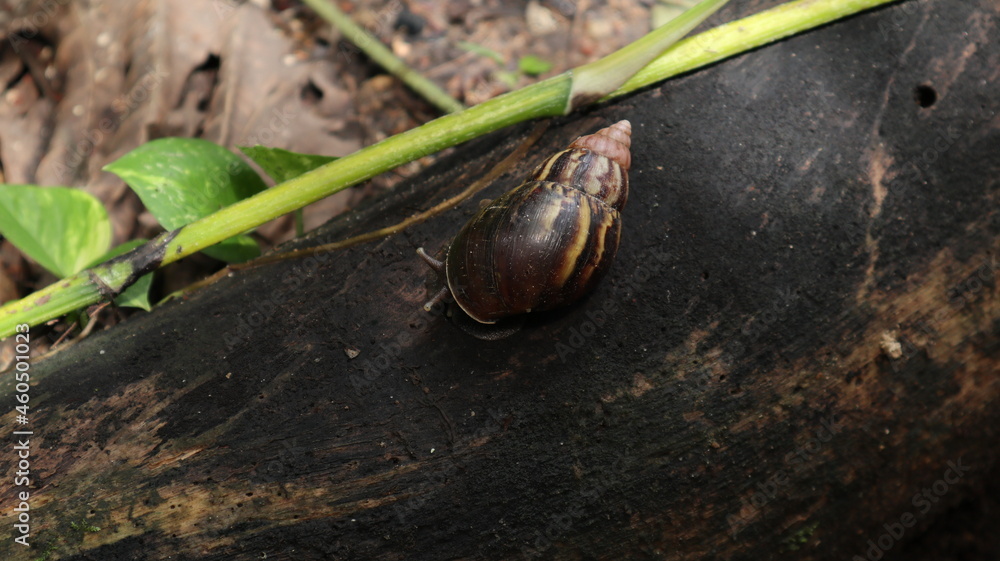 Overhead view of a Giant African land snail with two eyes at outside of ...