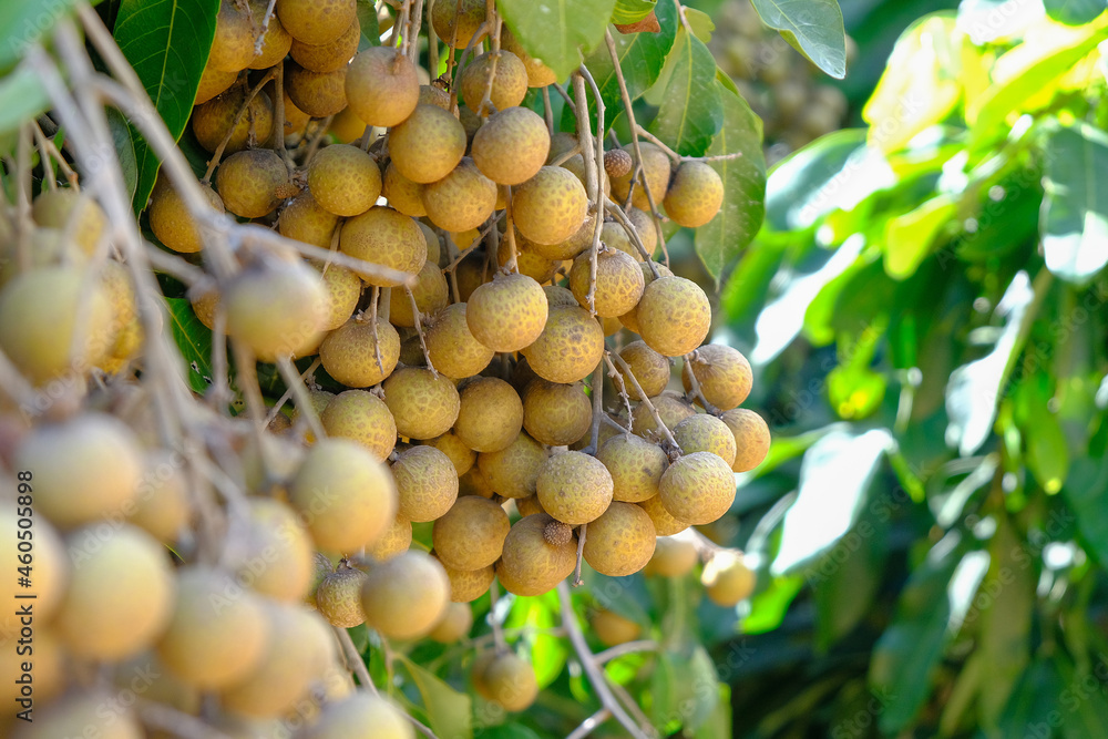 Longan orchards: longan is a famous fruit of Thailand. Stock Photo ...