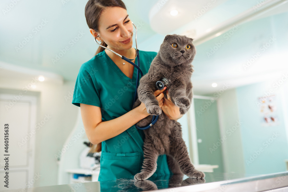 Veterinarian examines a cat in a veterinary clinic. Health of pet ...