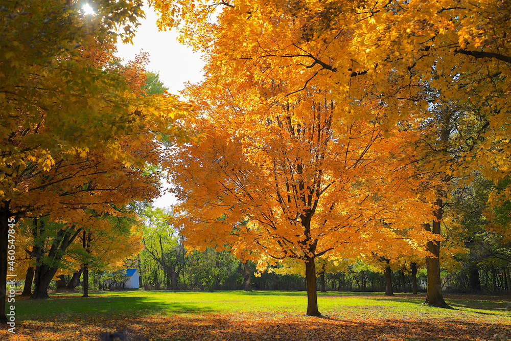 Lush Autumn Fall Colors in Backyard Landscape Stock Photo | Adobe Stock