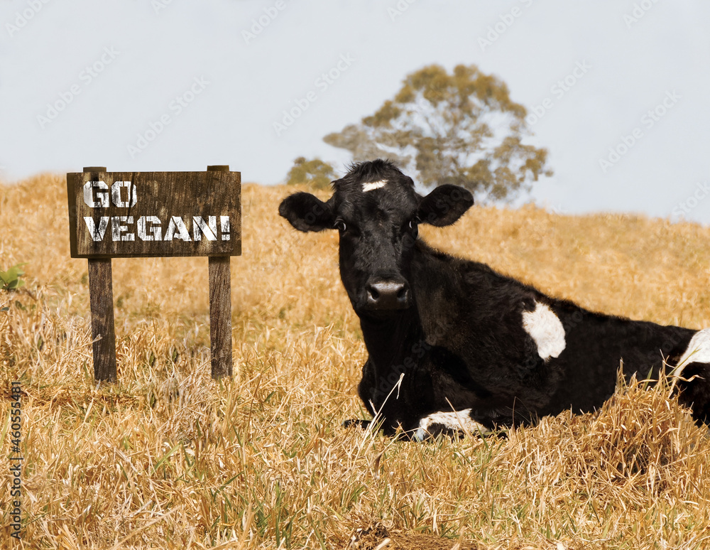 Beautiful vegan image of a black and white spotted cow sitting next to ...