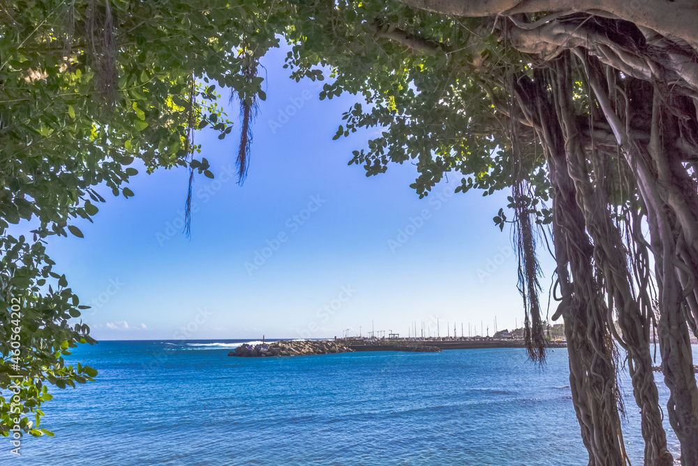 Les banians de Terre Sainte, saint-pierre, île de la Réunion 素材庫相片 ...