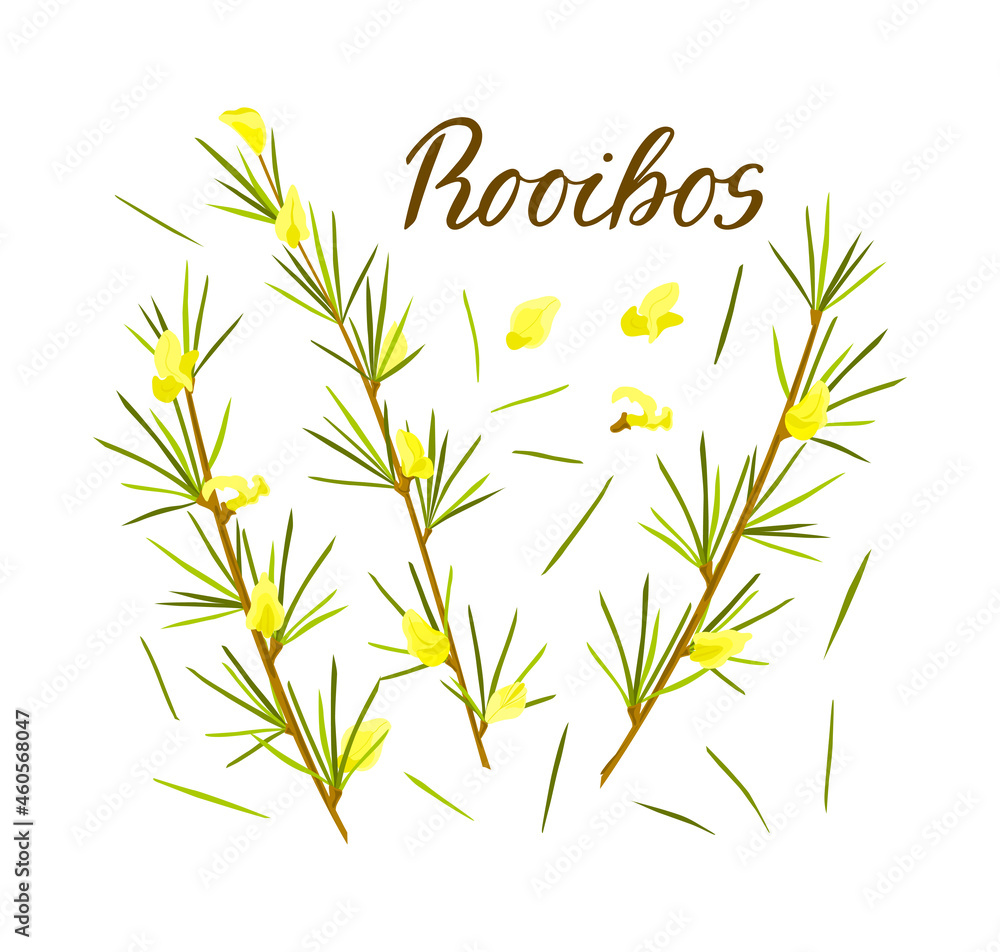 Rooibos herb set on white isolated background. Stem with leaves and ...