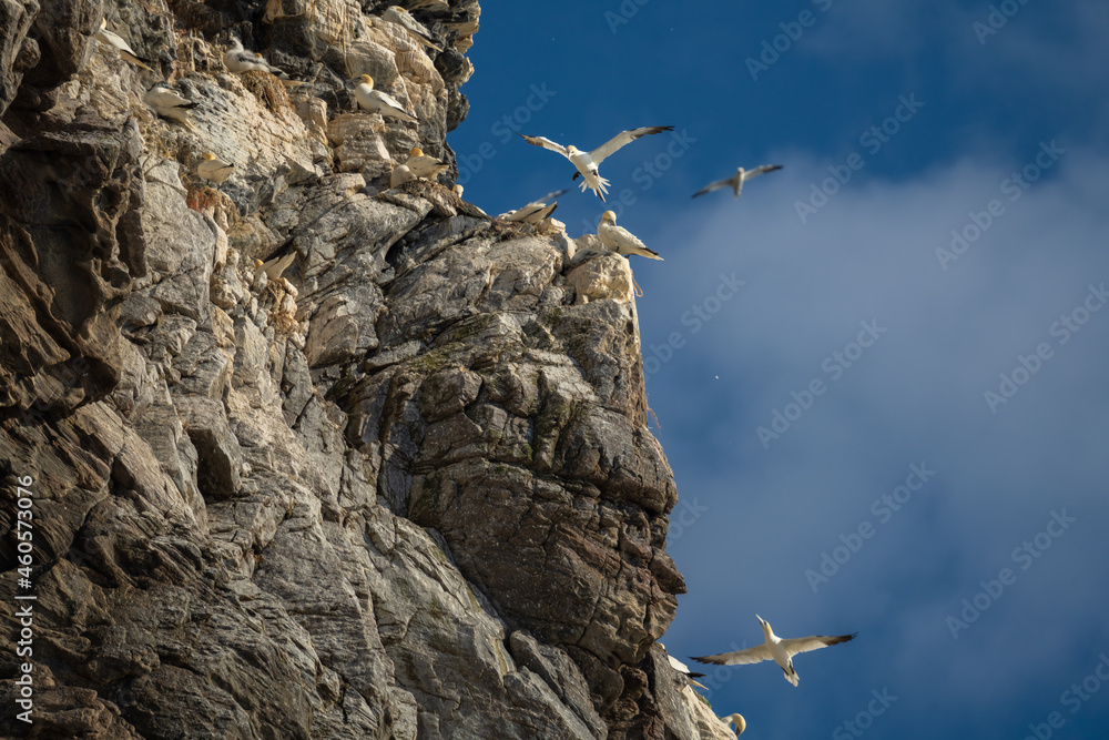 Huge colonies of gannets breeding on the stunning cliffs of the Runde ...