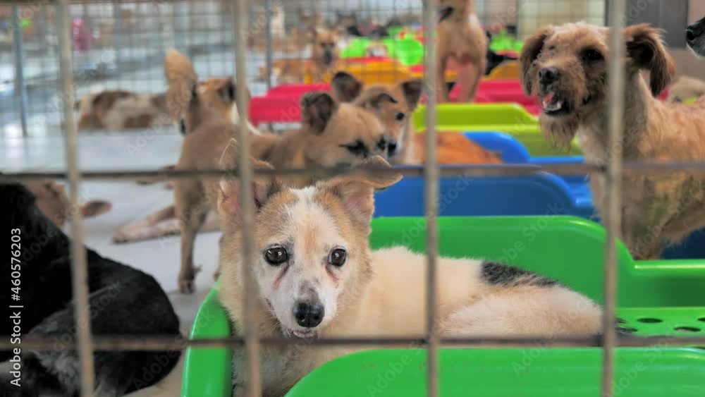 Video Stock Unwanted and homeless dog behind fence lying on the bed in ...