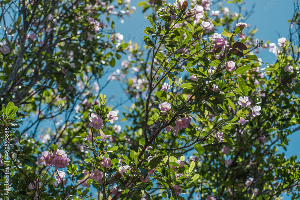 Tabebuia heterophylla is a species of tree native to the Caribbean, and ...
