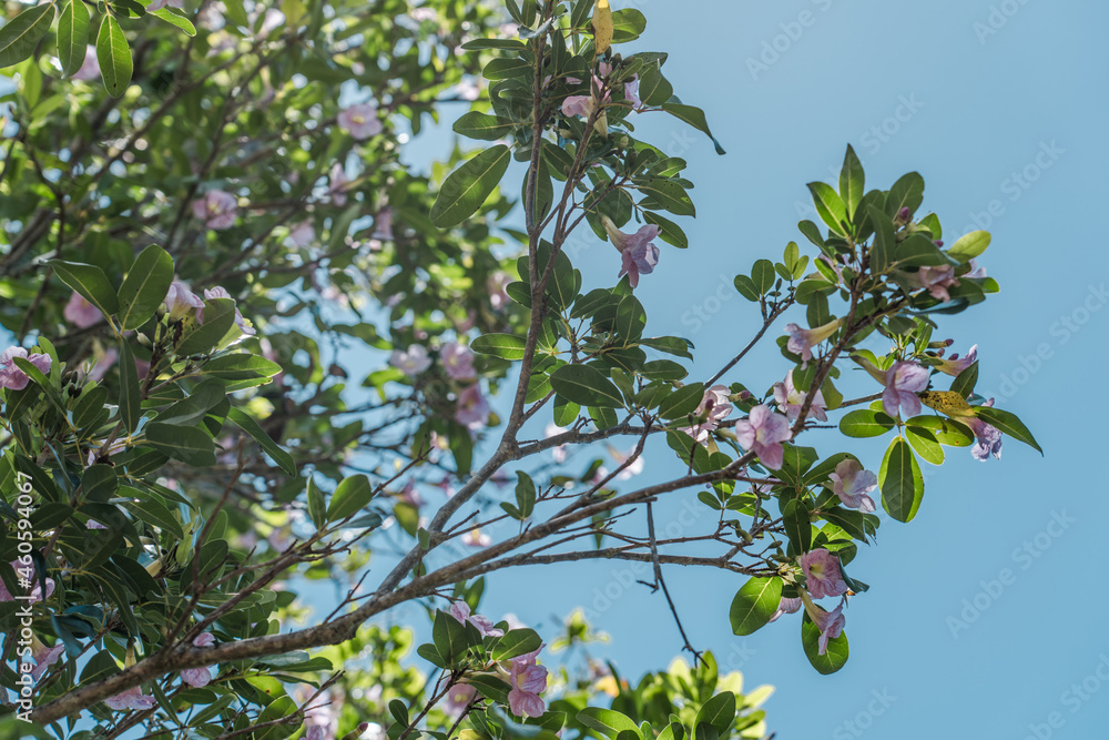 Tabebuia heterophylla is a species of tree native to the Caribbean, and ...