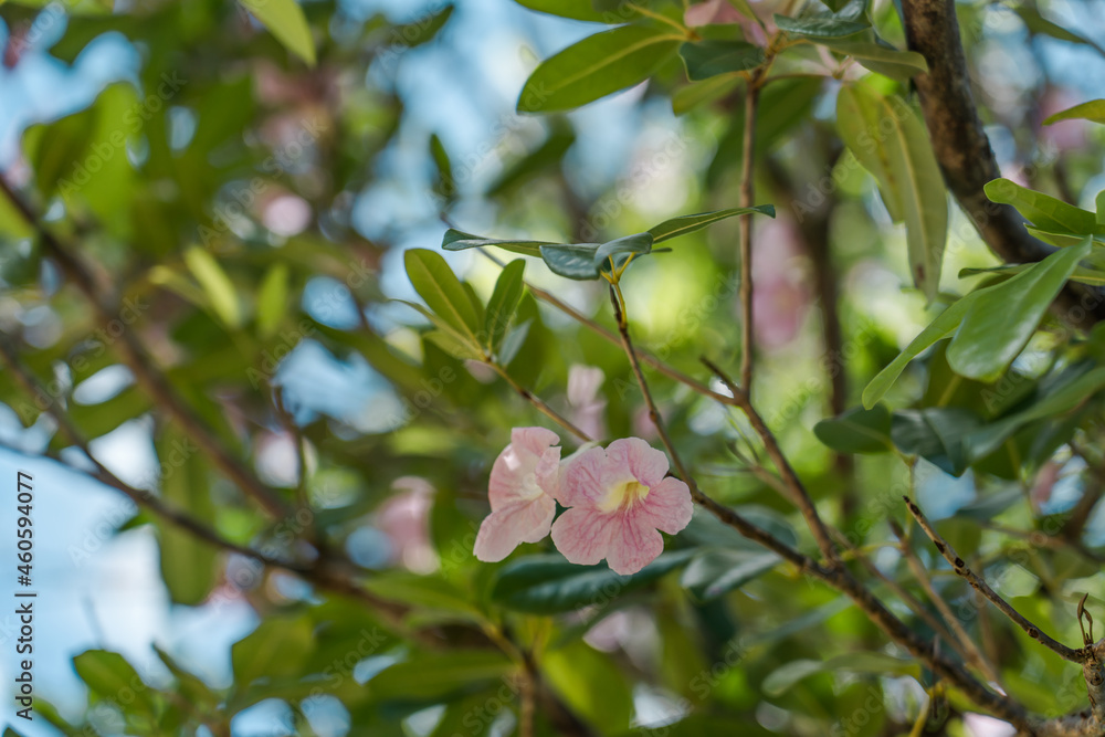 Tabebuia heterophylla is a species of tree native to the Caribbean, and ...