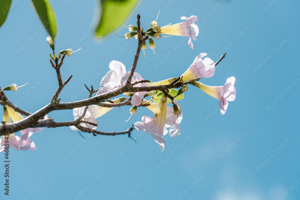 Tabebuia heterophylla is a species of tree native to the Caribbean, and ...