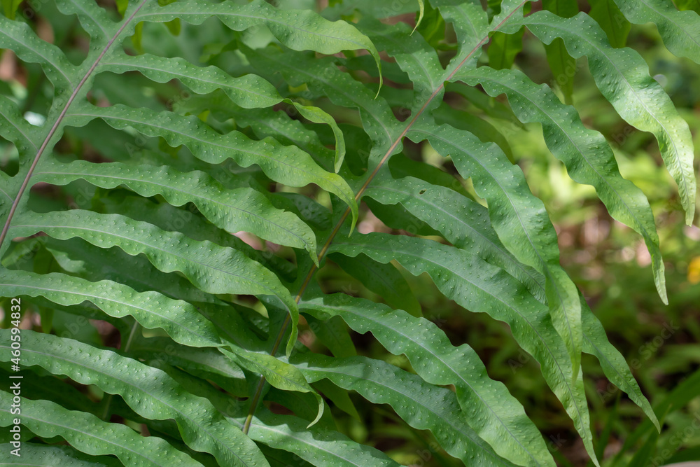 Plakat Phlebodium aureum (golden polypody, golden serpent fern, cabbage ...