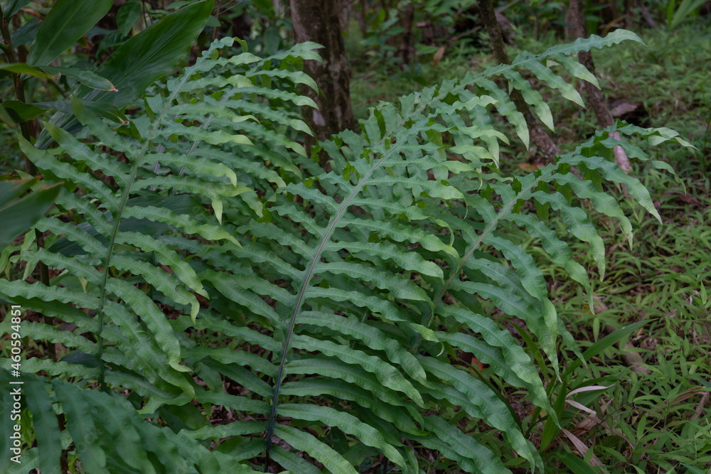 Phlebodium aureum (golden polypody, golden serpent fern, cabbage palm ...