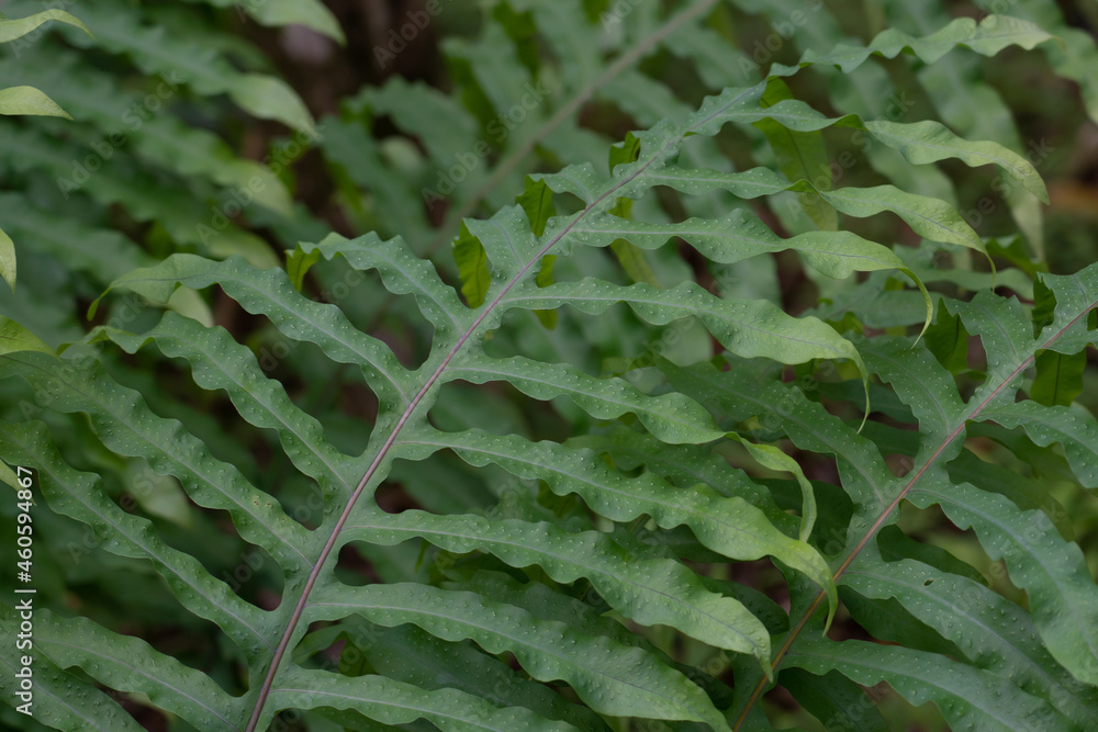 Phlebodium aureum (golden polypody, golden serpent fern, cabbage palm ...