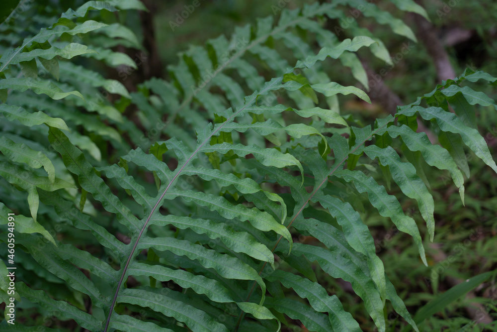 Phlebodium aureum (golden polypody, golden serpent fern, cabbage palm ...