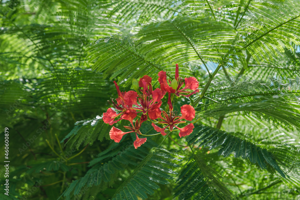 Delonix regia is a species of flowering plant in the bean family ...