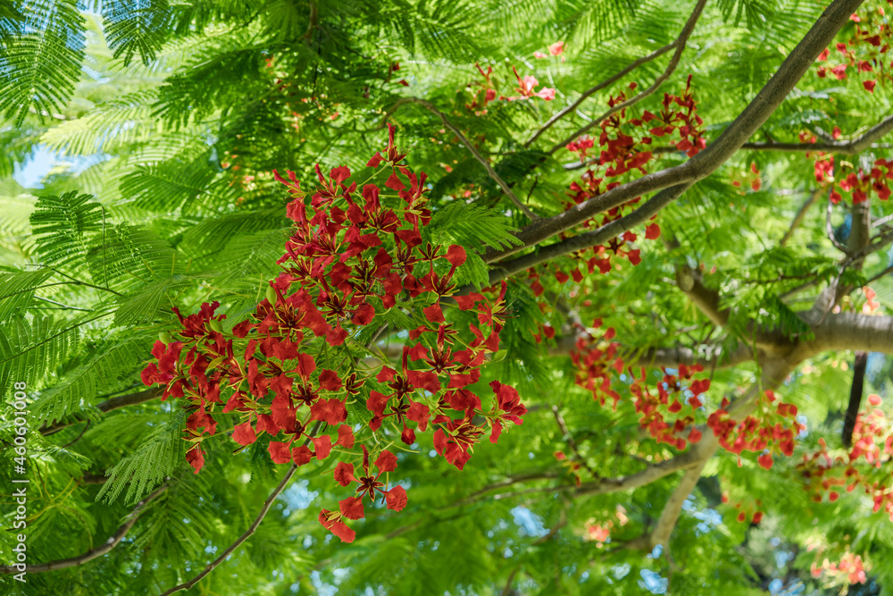 Delonix regia is a species of flowering plant in the bean family ...