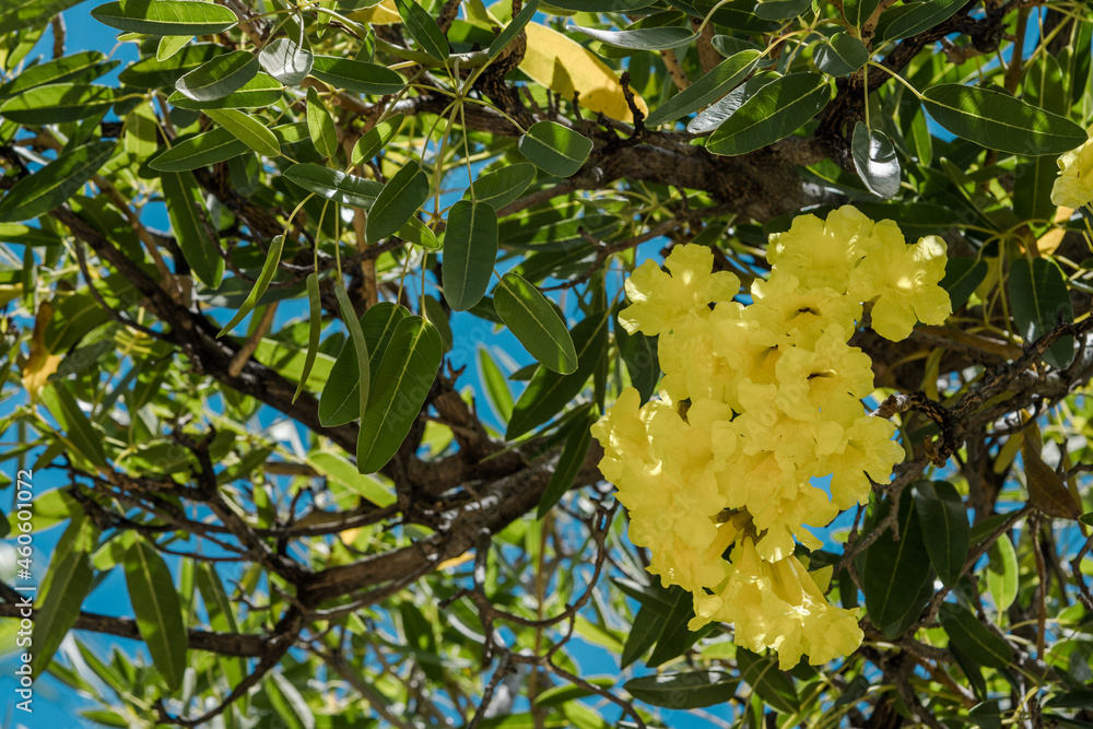 Tabebuia aurea is a species of Tabebuia native to South America in ...
