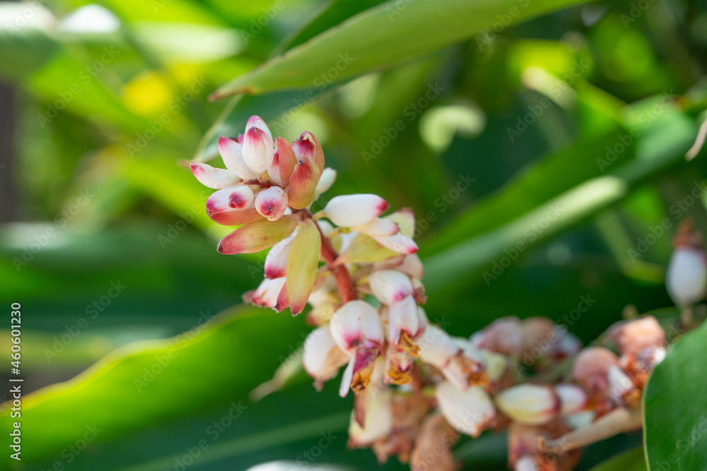 Alpinia zerumbet, commonly known as shell ginger, is a perennial ...