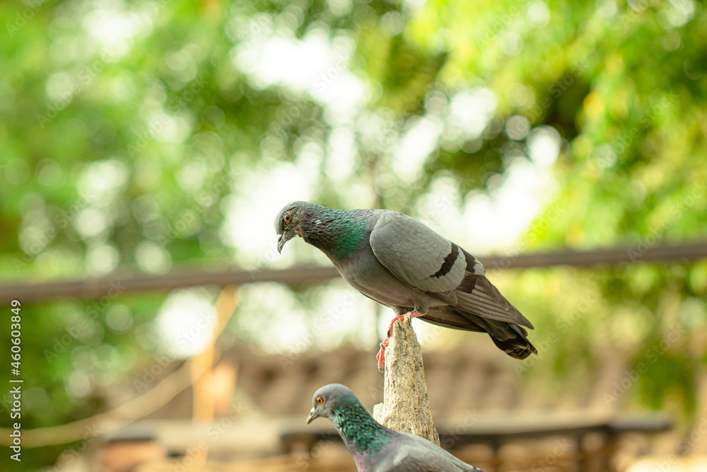 full body of a pigeon bird sitting outside in summer with blur ...