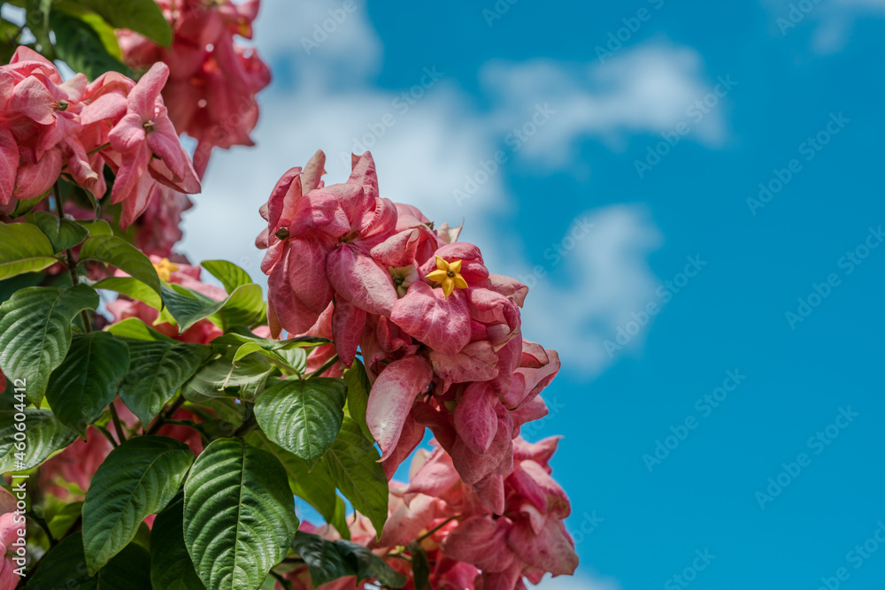 Mussaenda philippica (Aklan: Agboy) is a plant species in the family ...