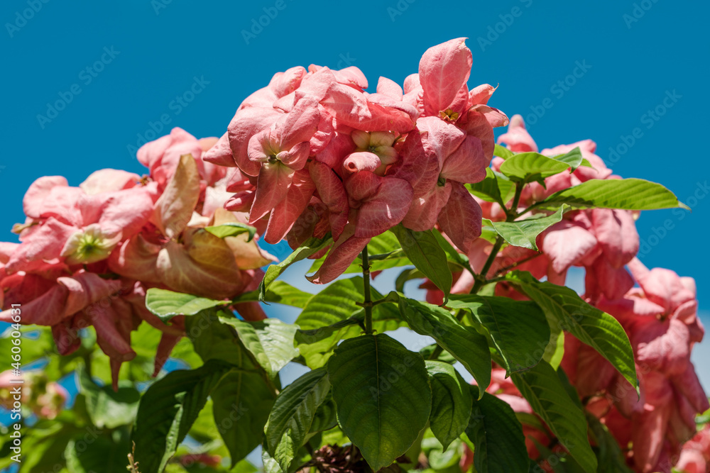 Mussaenda philippica (Aklan: Agboy) is a plant species in the family ...