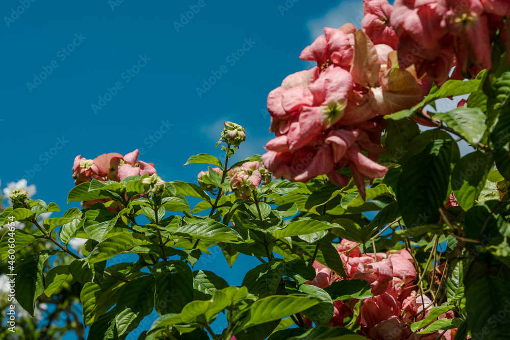 Mussaenda philippica (Aklan: Agboy) is a plant species in the family ...
