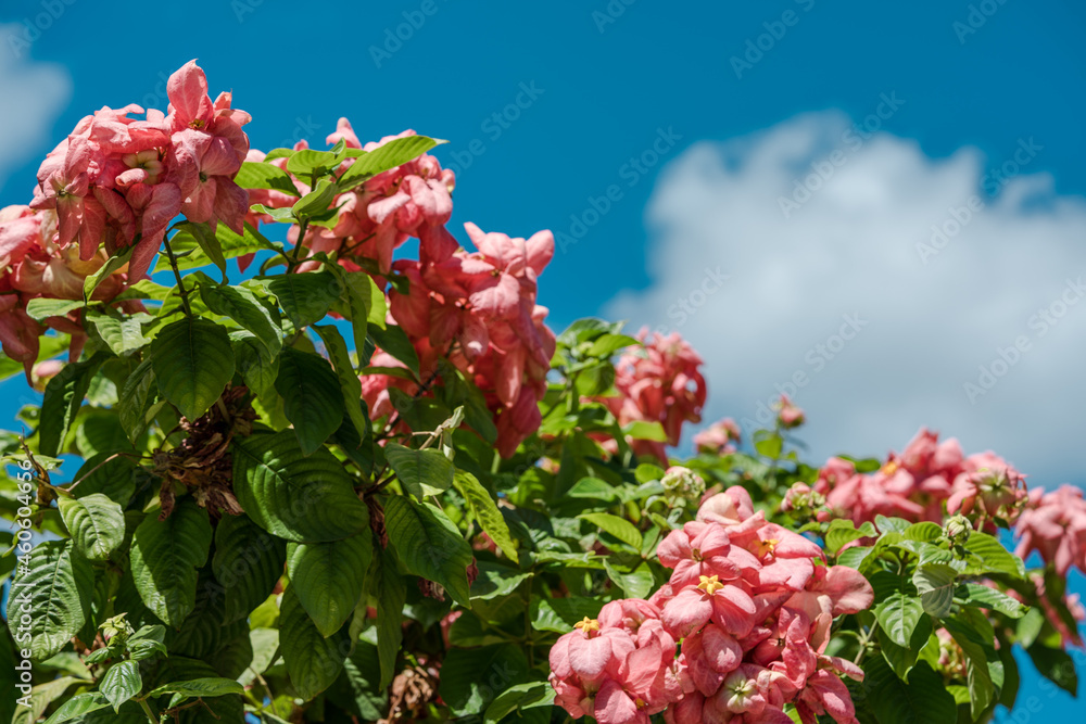 Mussaenda philippica (Aklan: Agboy) is a plant species in the family ...