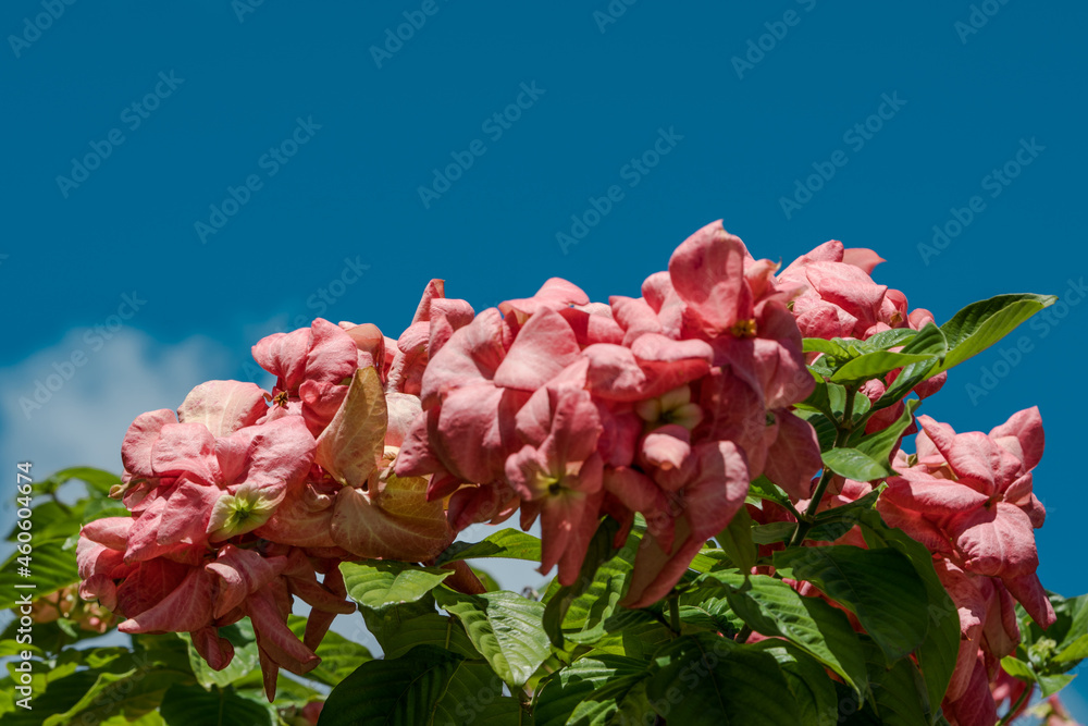 Mussaenda philippica (Aklan: Agboy) is a plant species in the family ...
