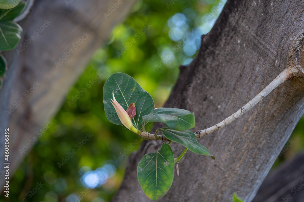 Foto de Ficus benghalensis, commonly known as the banyan, banyan fig ...