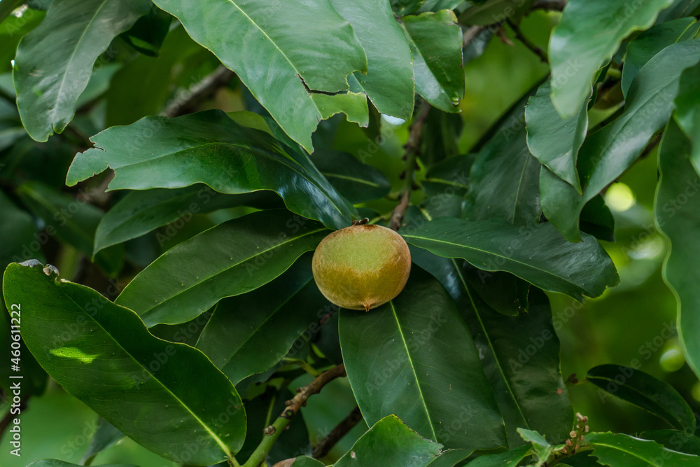 Diospyros discolor commonly known as velvet apple, velvet persimmon ...