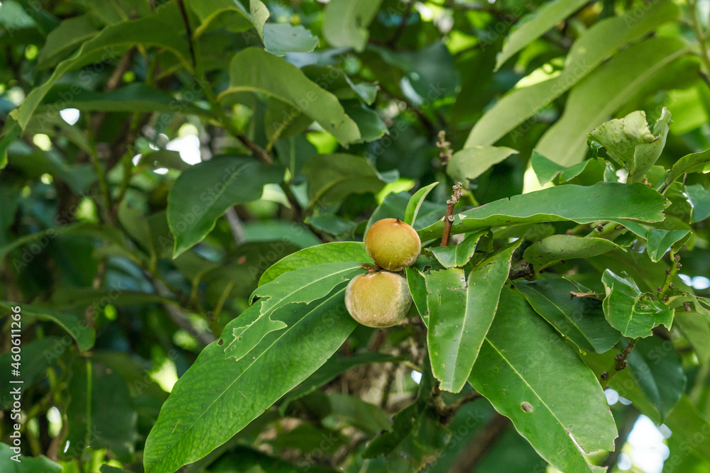 Diospyros discolor commonly known as velvet apple, velvet persimmon ...